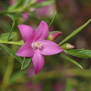Australian National Botanic Gardens - news stories